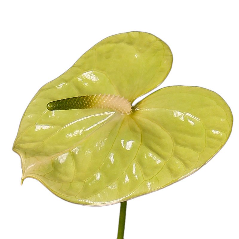 Anthurium midori - Anthuriums - Anthuriums - Eagle-Link Flowers