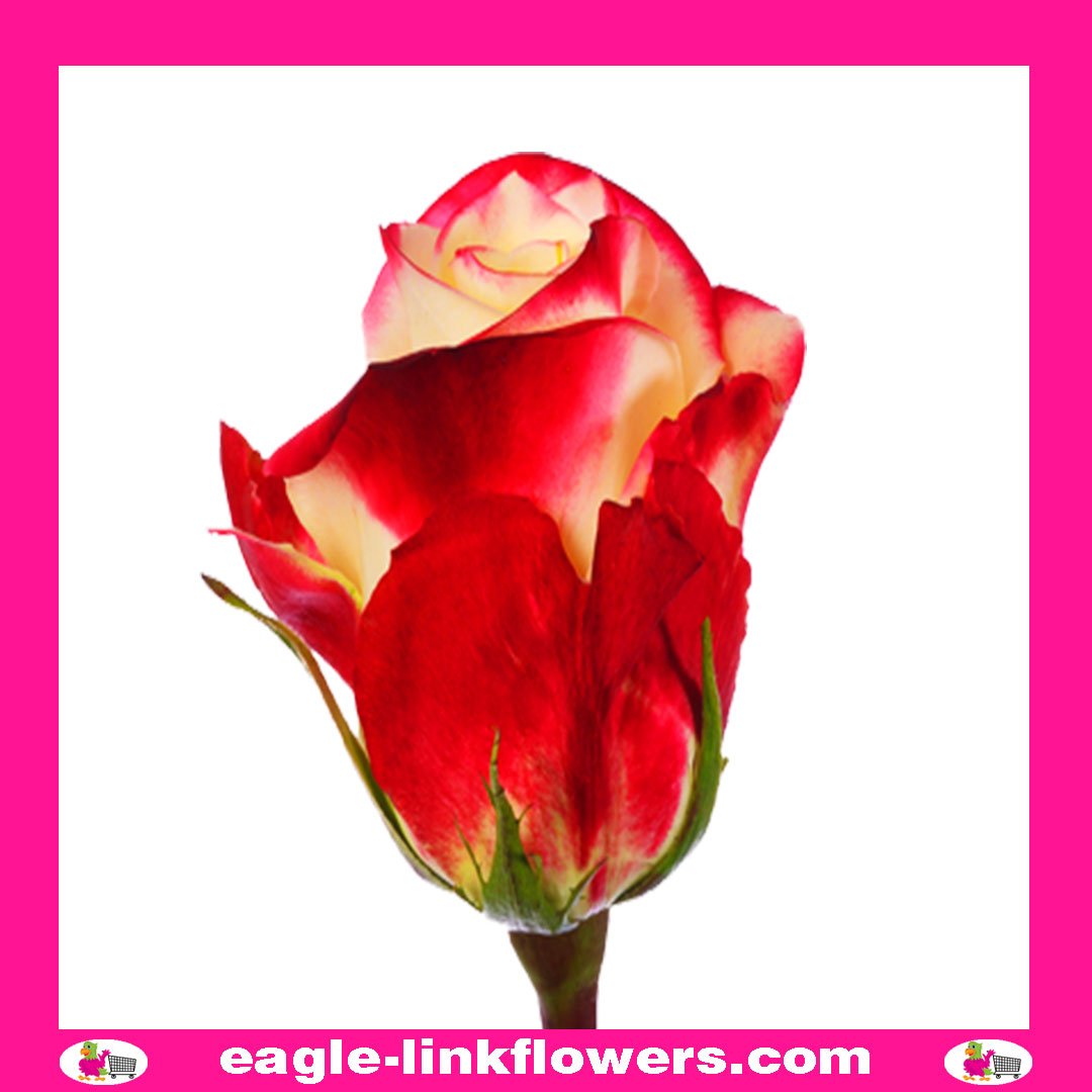 Alison - Premium Roses - Eagle-Link Flowers