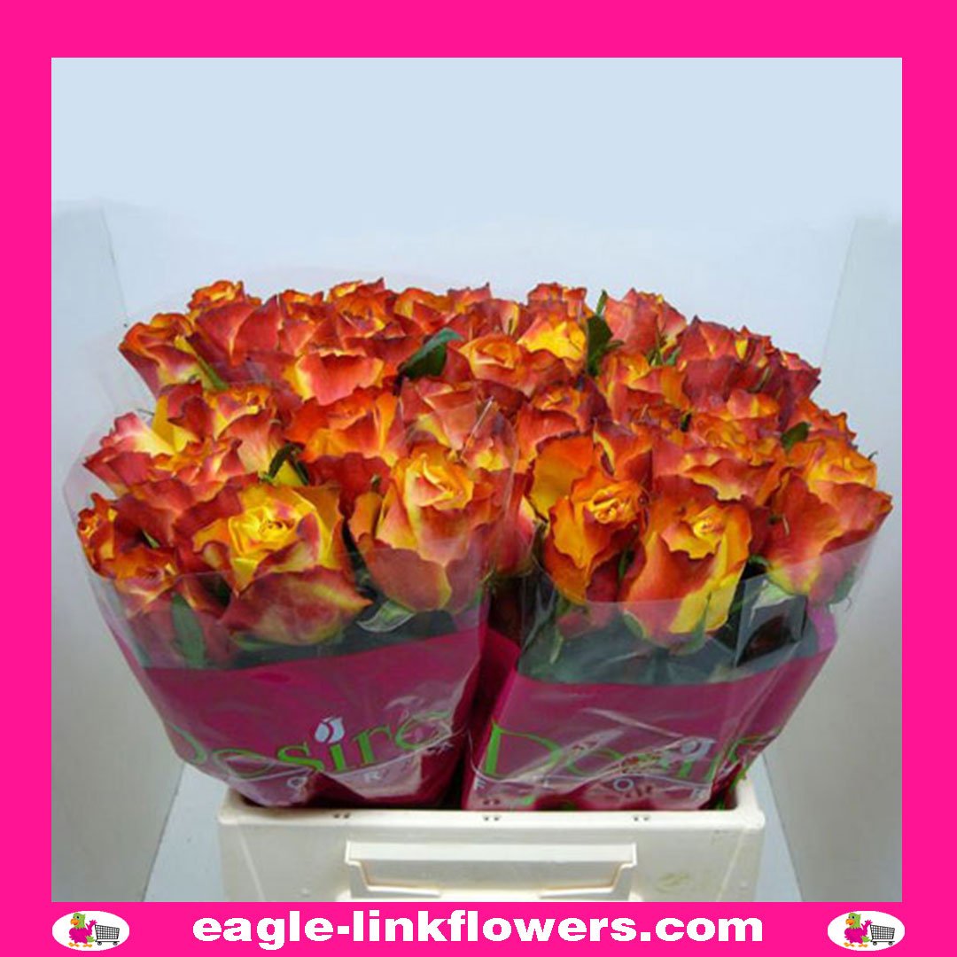 Down Town - Supermarket Range Roses - Intermediate Roses - Eagle-Link ...