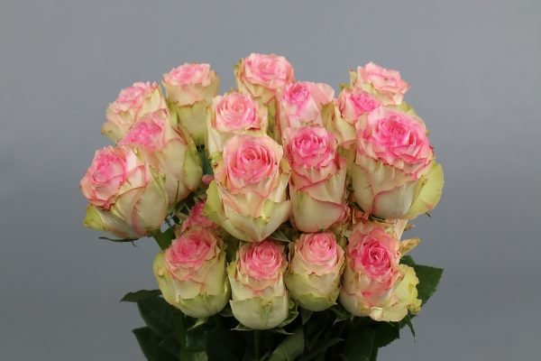 Esperance - T-Hybrid Roses - Eagle-Link Flowers