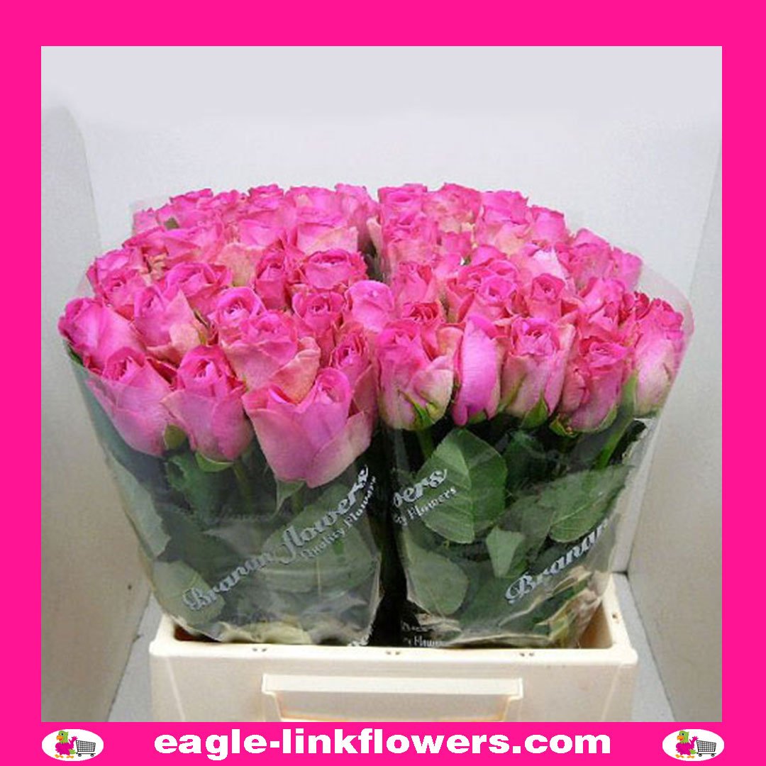 H3O - Supermarket Range Roses - Intermediate Roses - Eagle-Link Flowers