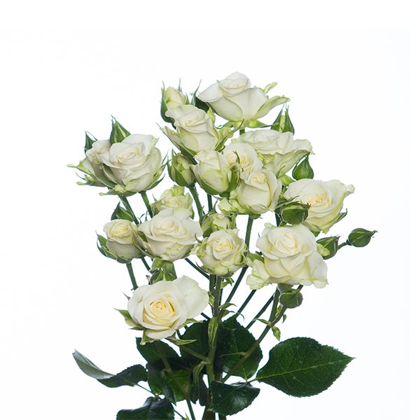 Snow Flake - Supermarket Range Spray Roses - Supermarket Range Spray ...