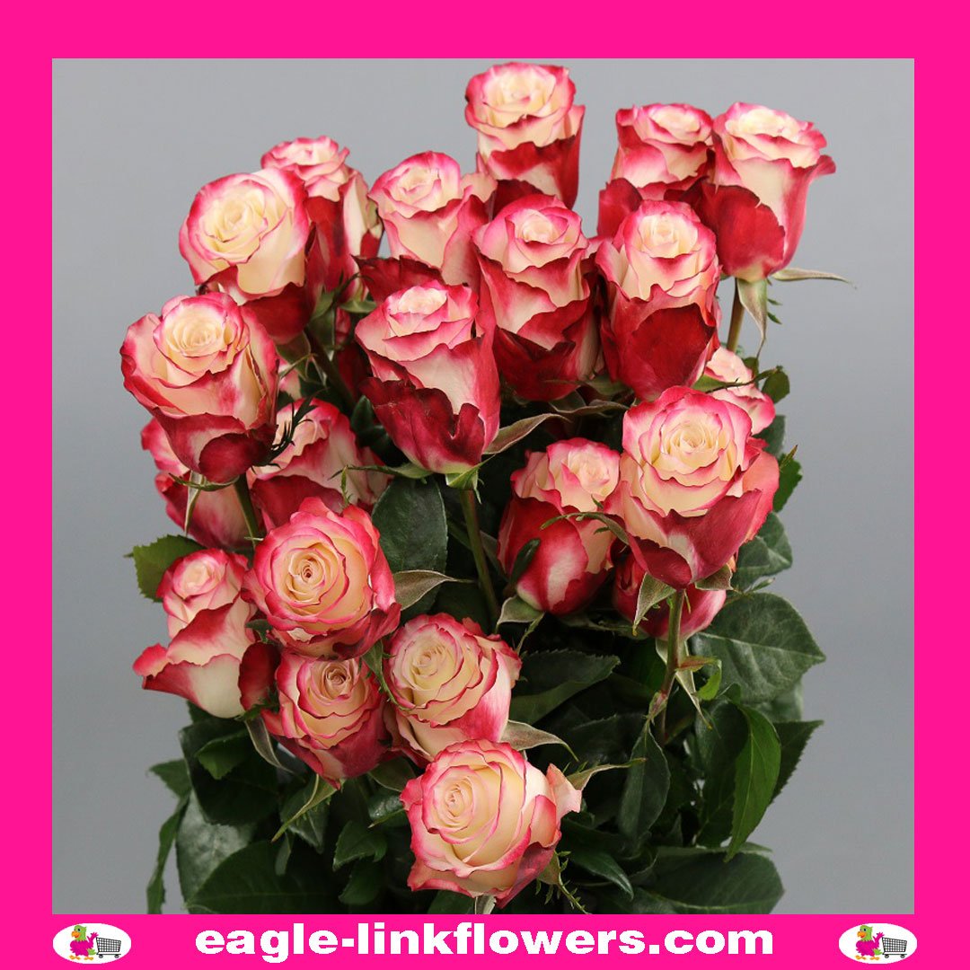 Sweetness - Premium - Premium Roses - Eagle-Link Flowers
