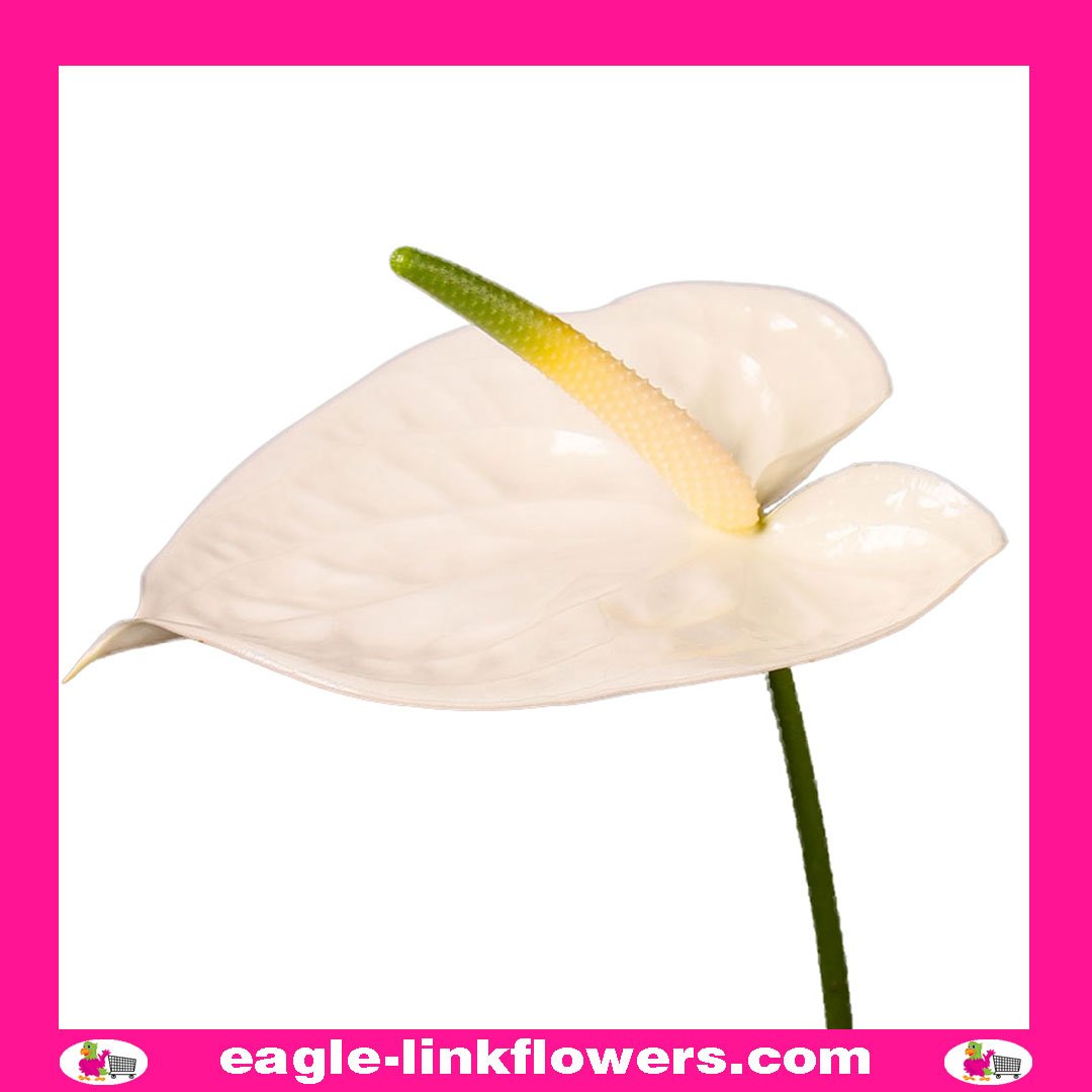 Anthurium adina - Eagle-Link Flowers
