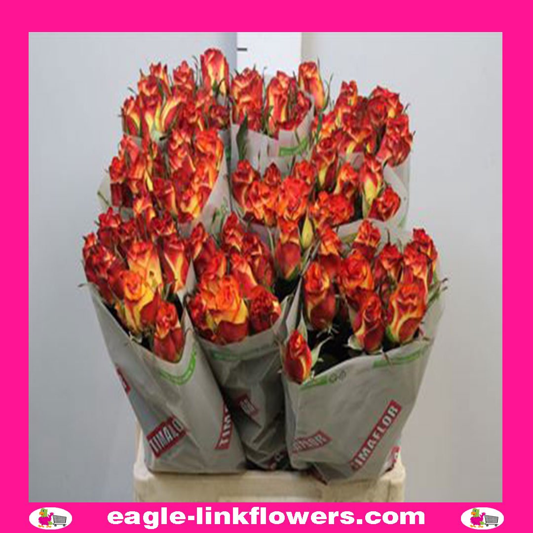 Catch - Supermarket Range Roses - Intermediate Roses - Eagle-Link Flowers