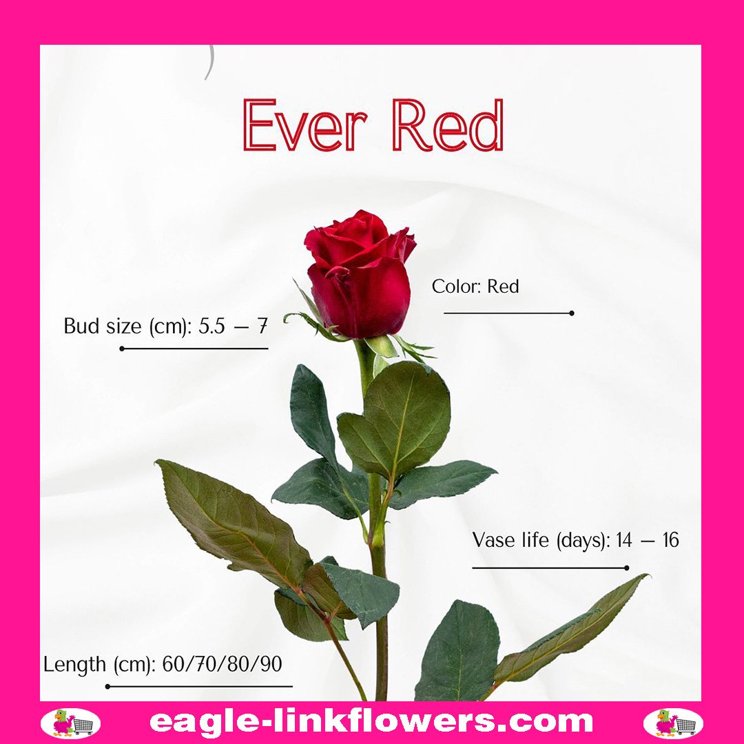 Ever Red - Premium Roses - Eagle-Link Flowers