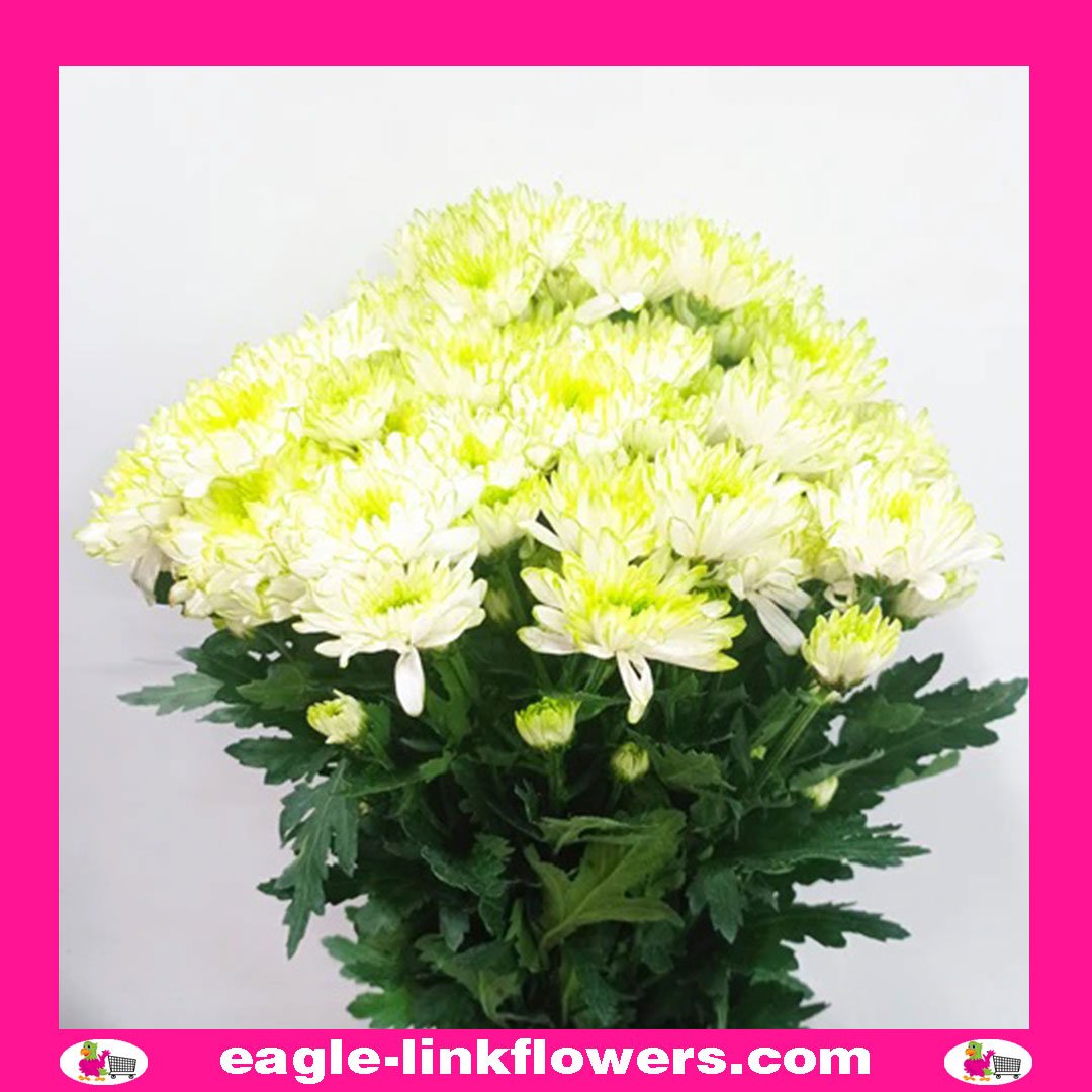 Lime Green Spray Chrysanthemum - Eagle-Link Flowers