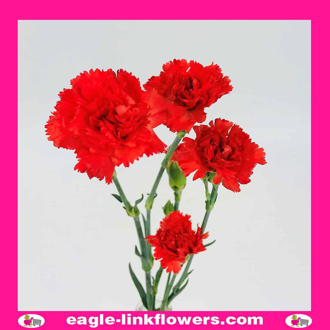 Red Spray Carnation - Eagle-Link Flowers