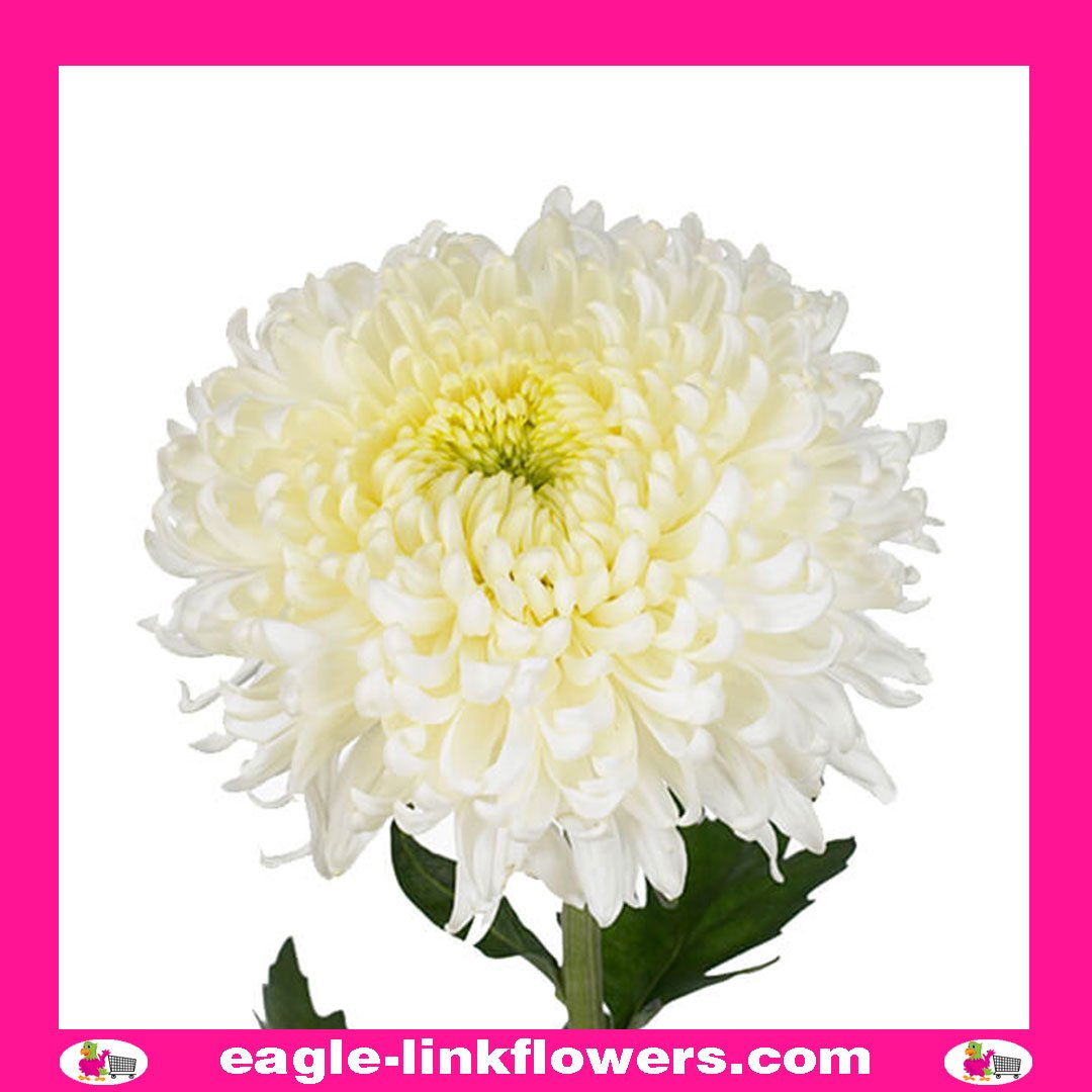 White Deco Chrysanthemum (Disbud) - Eagle-Link Flowers