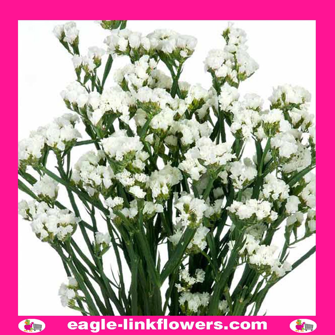 Statice White - Statice - Eagle-Link Flowers