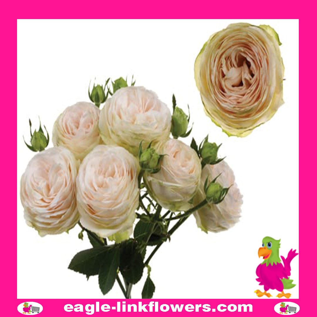 Lace roses for sale online