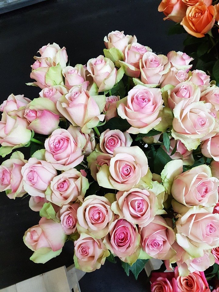 Top 10 Sure Quality Check For Roses Every Florist Should Know - Eagle ...