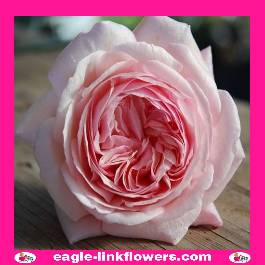 David Austin Rosalind - Eagle-Link Flowers