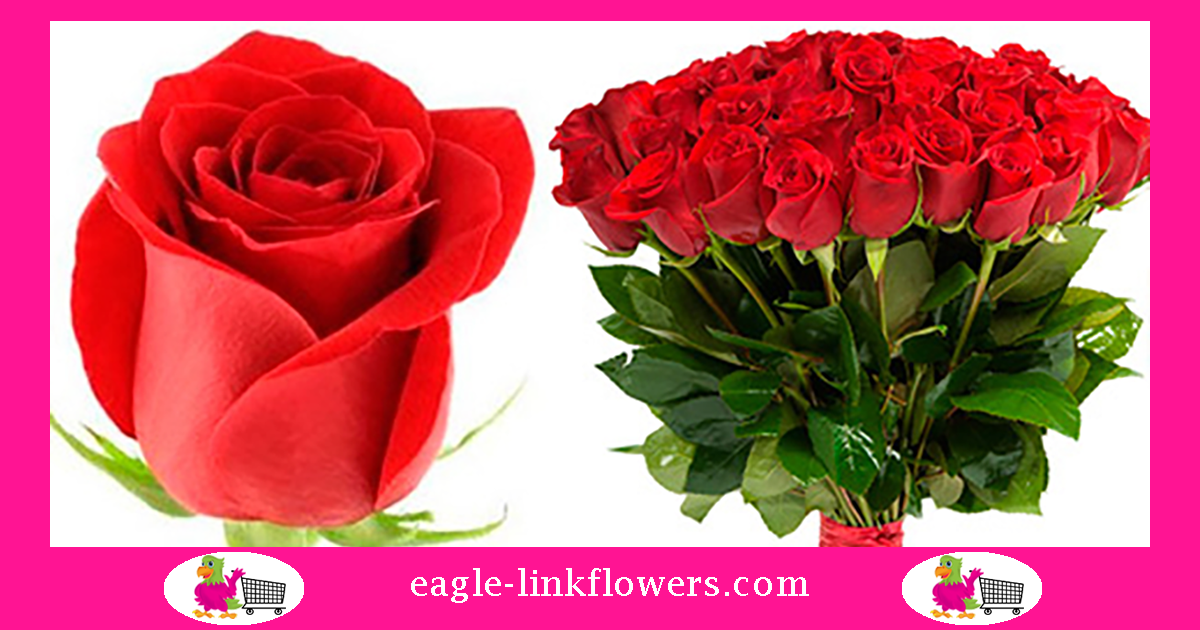 25 Best Valentine's Day Red Roses Varieties to pre order - 2025 - Eagle ...