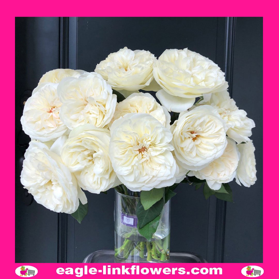 Ella - David Austin - Eagle-Link Flowers