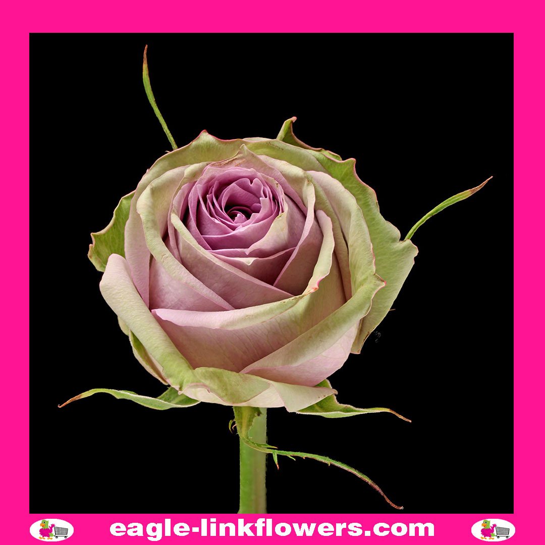 Samantha Bridal - Premium Roses - Eagle-Link Flowers