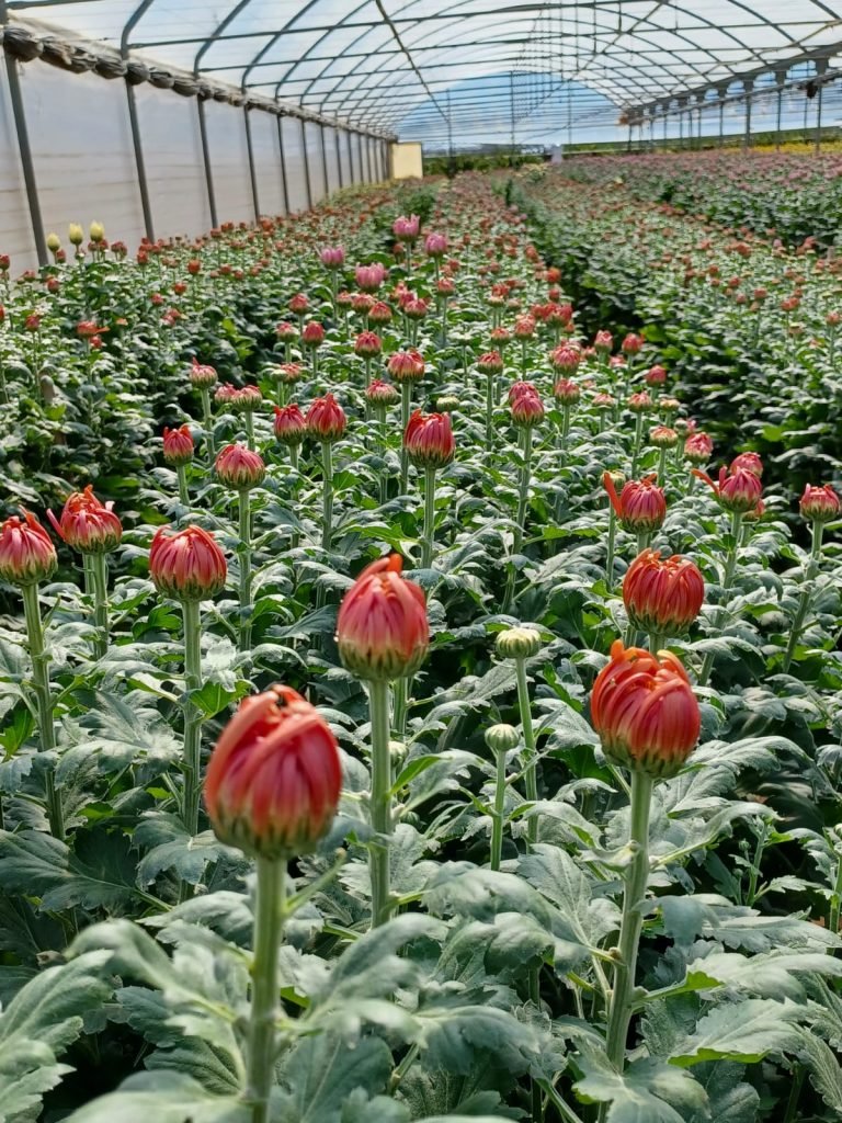 Mono Disbud Deco Chrysanthemums Direct From Smallholder Farmers in ...