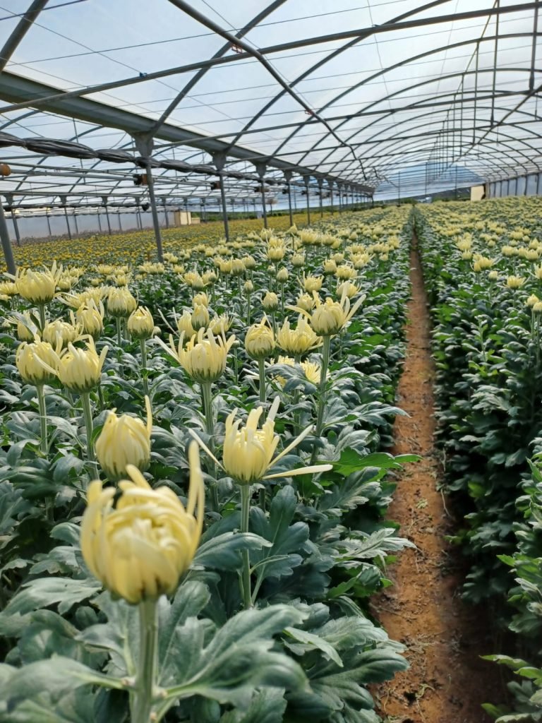Mono Disbud Deco Chrysanthemums Direct From Smallholder Farmers in ...
