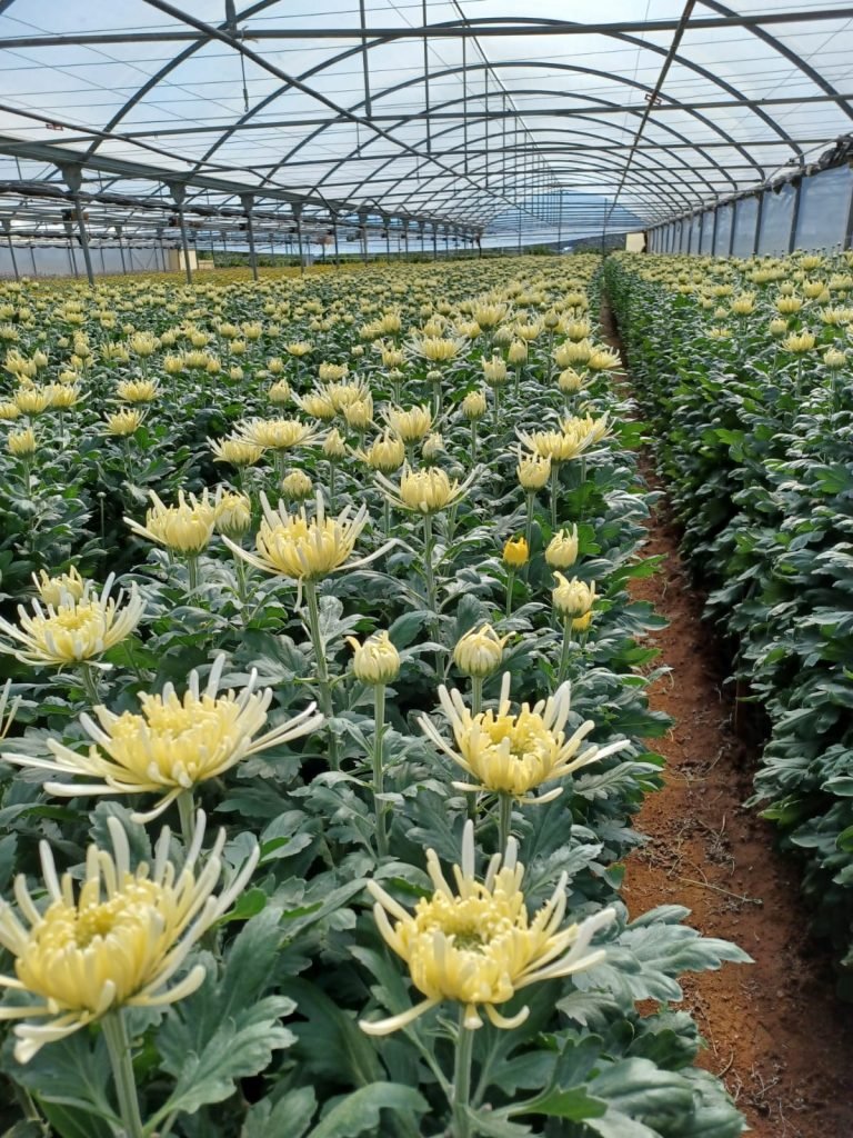 Mono Disbud Deco Chrysanthemums Direct From Smallholder Farmers in ...