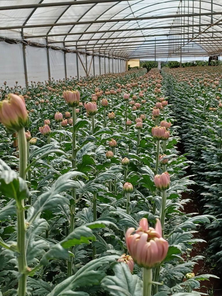 Mono Disbud Deco Chrysanthemums Direct From Smallholder Farmers in ...