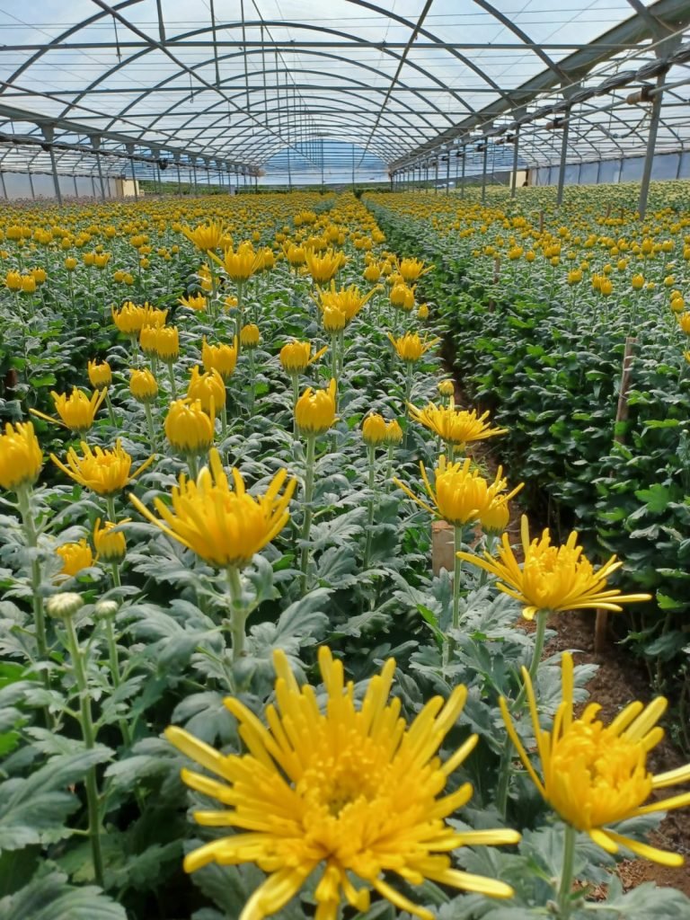 Mono Disbud Deco Chrysanthemums Direct From Smallholder Farmers in ...