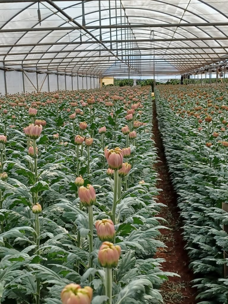 Mono Disbud Deco Chrysanthemums Direct From Smallholder Farmers in ...