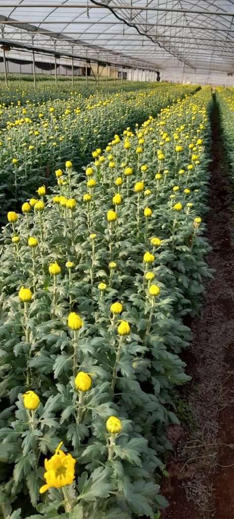 Mono Disbud Deco Chrysanthemums Direct From Smallholder Farmers in ...
