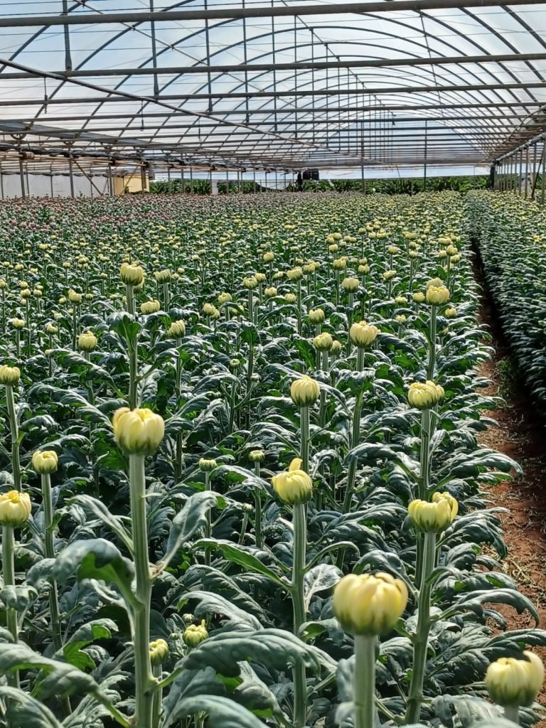 Mono Disbud Deco Chrysanthemums Direct From Smallholder Farmers in ...