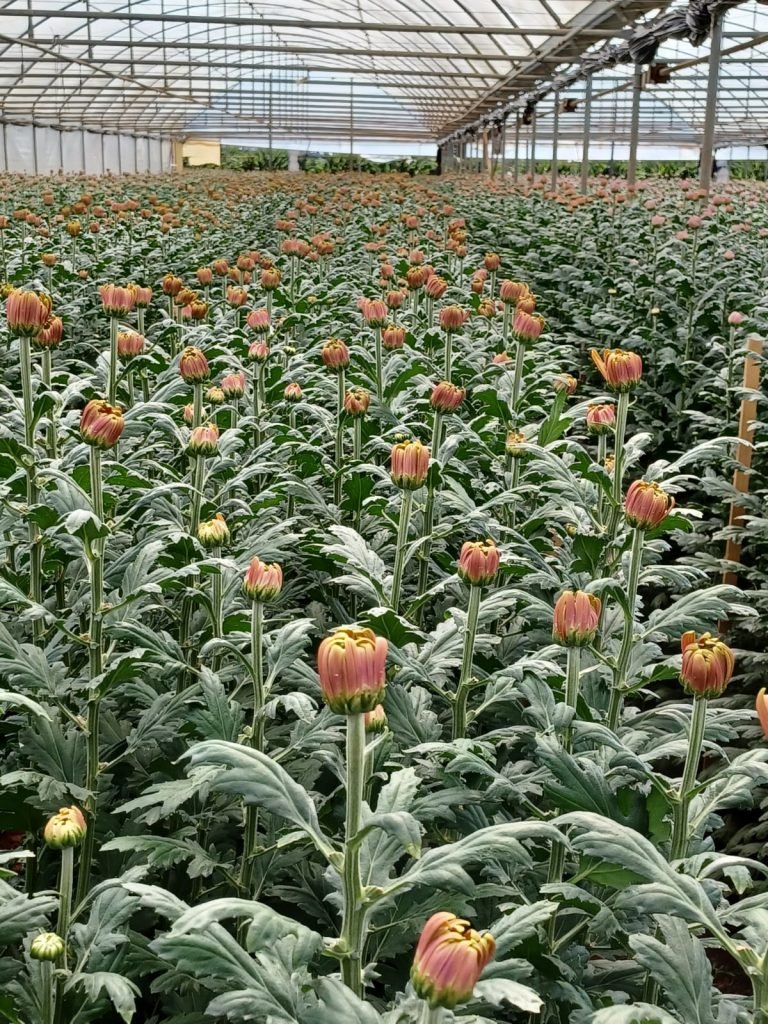Mono Disbud Deco Chrysanthemums Direct From Smallholder Farmers in ...
