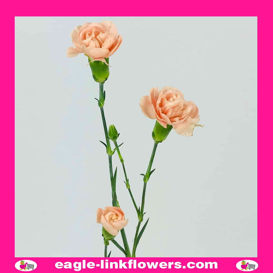 Peach Spray Carnation - Eagle-Link Flowers
